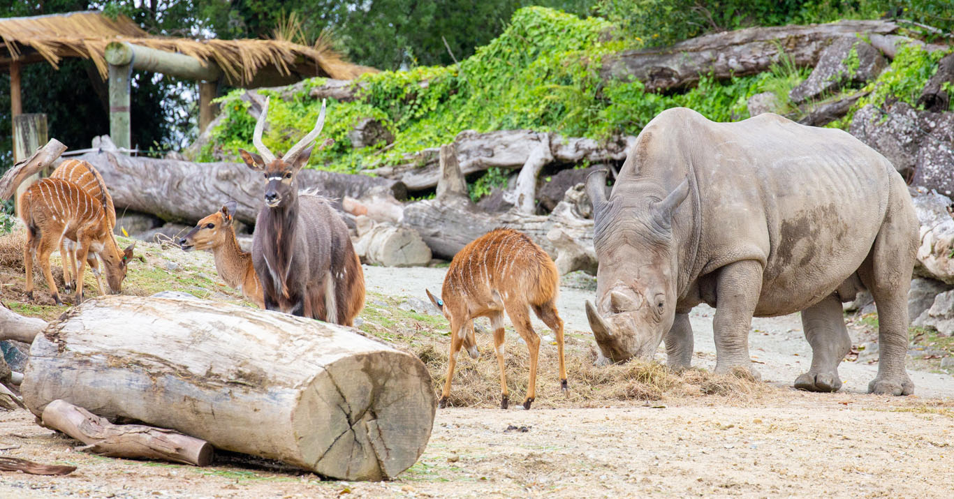 Auckland Zoo - Animals & Wildlife | Hello Auckland - Hello Auckland