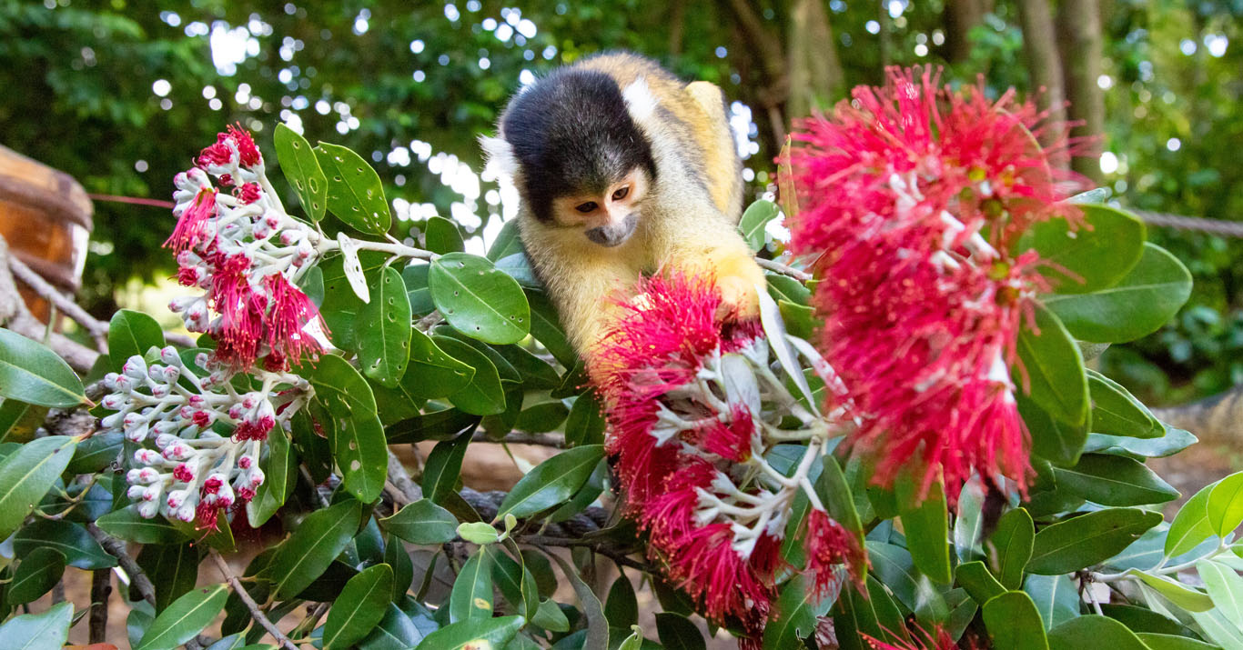Auckland Zoo - Animals & Wildlife | Hello Auckland - Hello Auckland